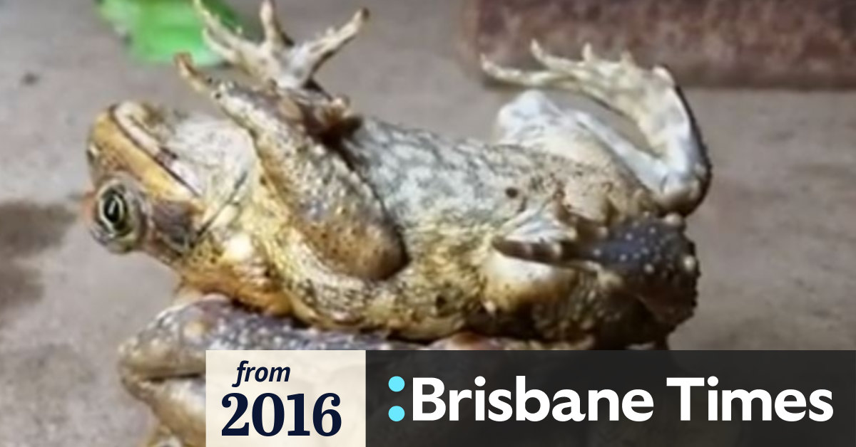 Toad stacking demonstration video goes viral on YouTube